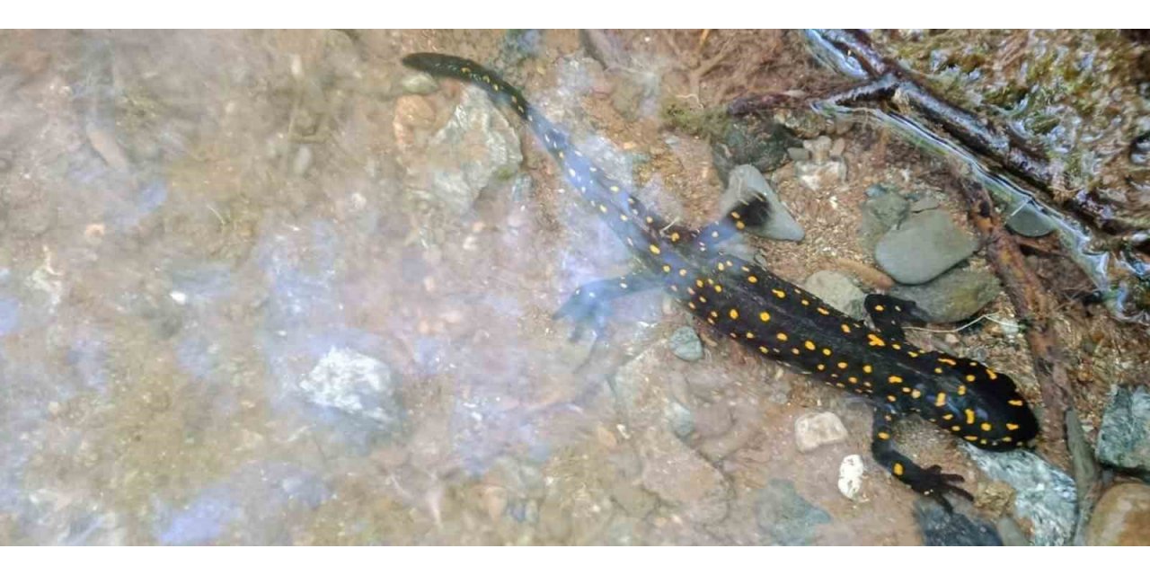 Elazığ’da benekli semender izleme çalışması yapıldı