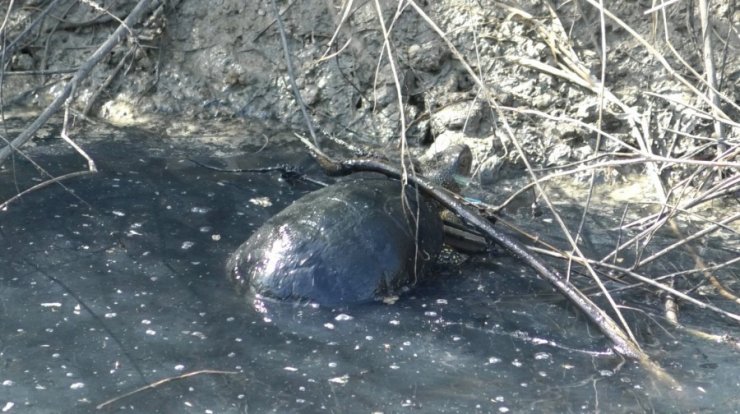 Bursa Kocasu deresinde çevre felâketi