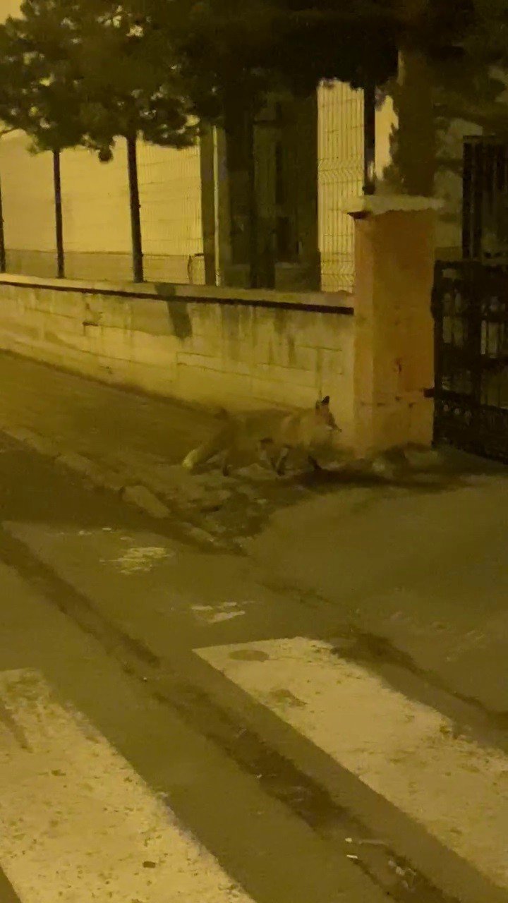 Şehirlere dadanan tilkiler kedilere rakip oldu