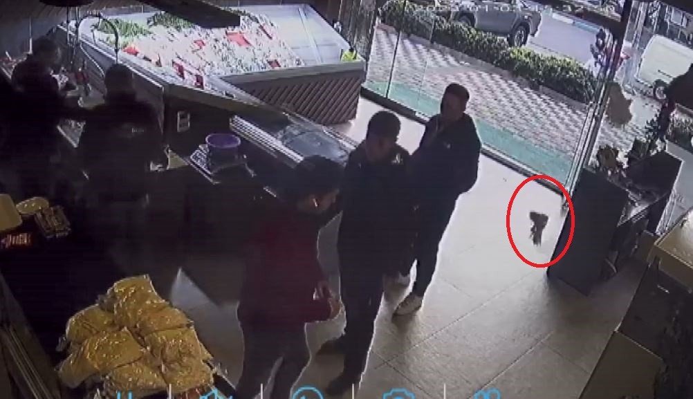 Balıkçıya giren atmaca dehşet yaşattı: O anlar kameraya yansıdı