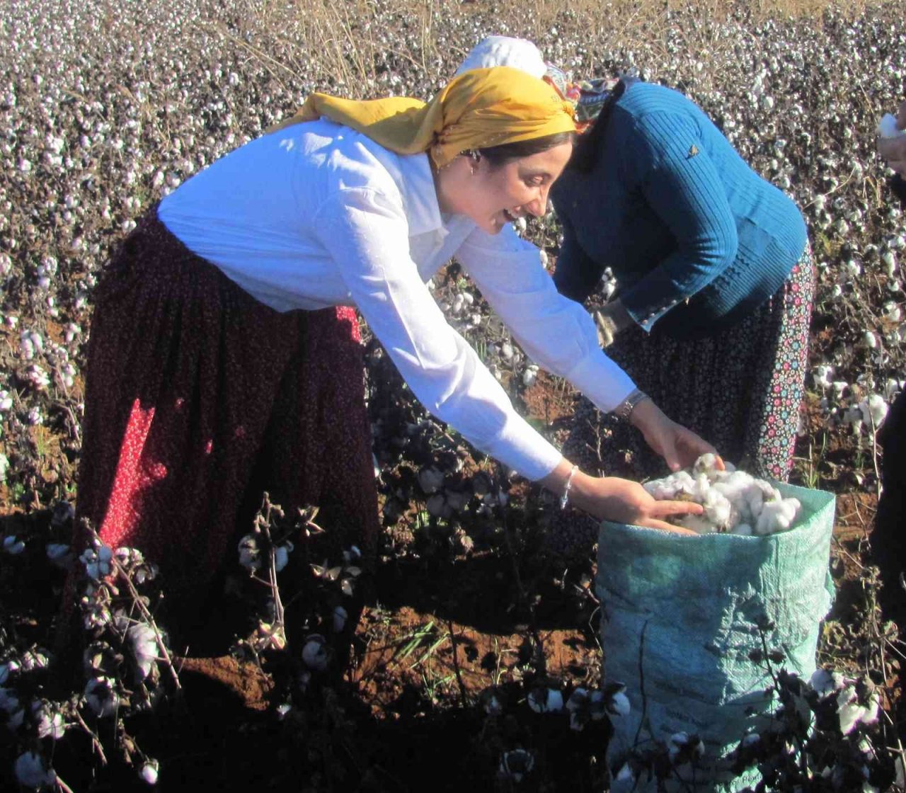 Kadın kaymakam şalvar giyip pamuk topladı