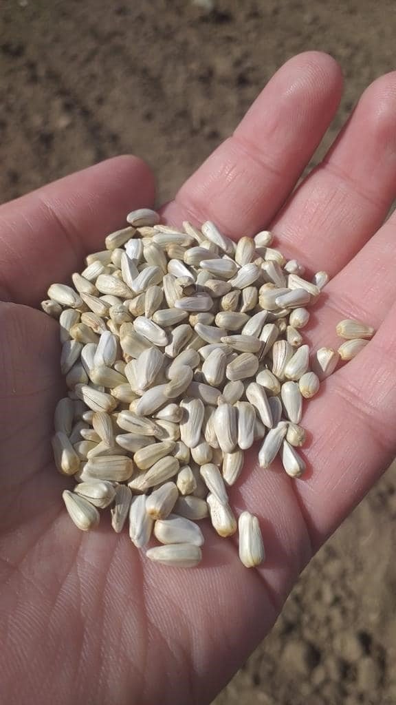 İscehisar’da yağ üretiminde kullanılan Aspir Koç42 bitkisi ekildi