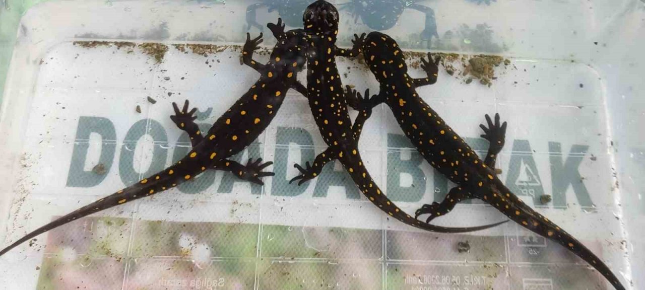 Elazığ’da benekli semender izleme çalışması yapıldı