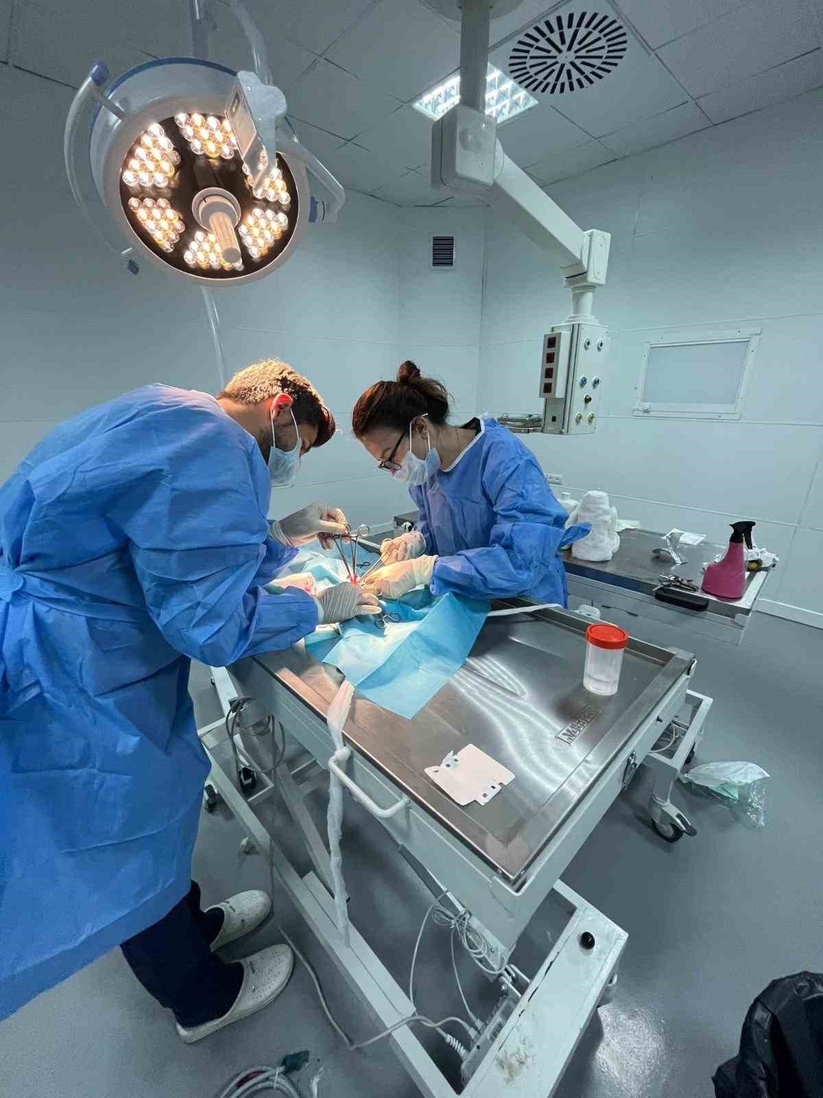 Bingöl’deki tam donanımlı hayvan hastanesi, bölgeye hitap ediyor