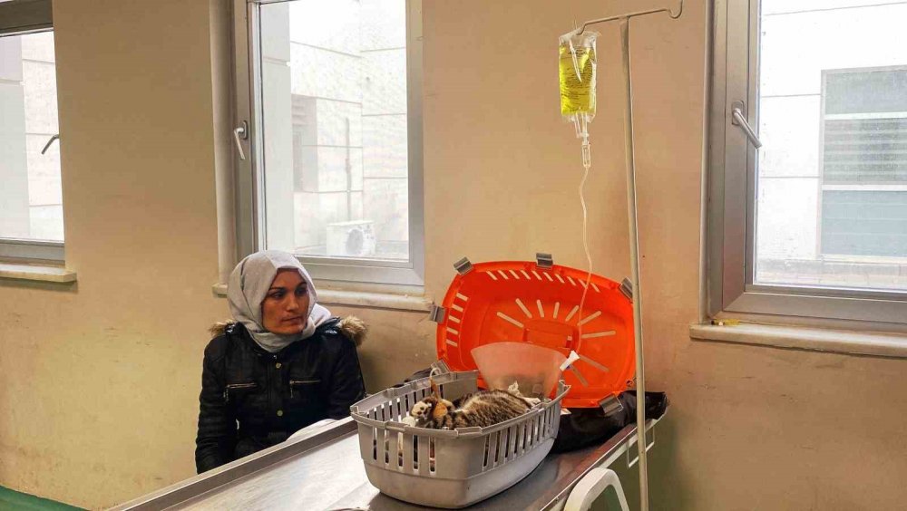 Selçuk Veterinerliğin hayvan hastanesi Türkiye'nin gözdesi oldu Selçuk Veterinerliğin hayvan hastanesi Türkiye'nin gözdesi oldu